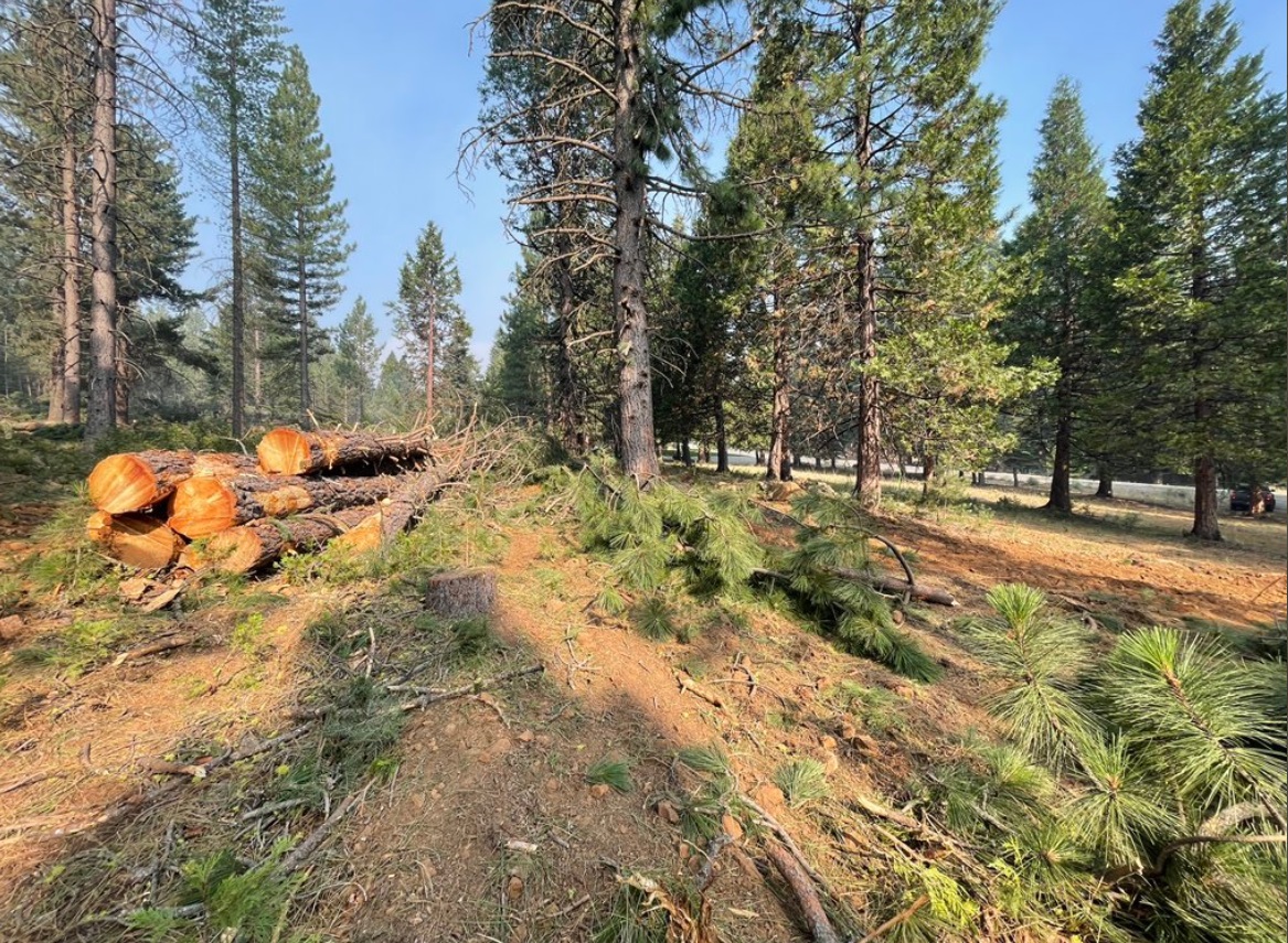 PHOTO South Side Of Osprey Loop In Lake Alanor Was Untouched By Dixie Fire
