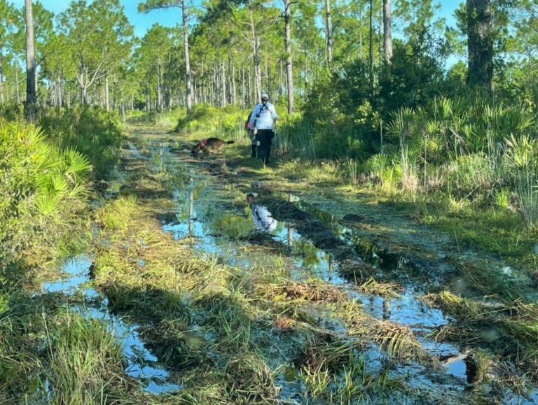 PHOTO FBI Walking Through Swamp Waters At Carlton Reserve Looking For ...