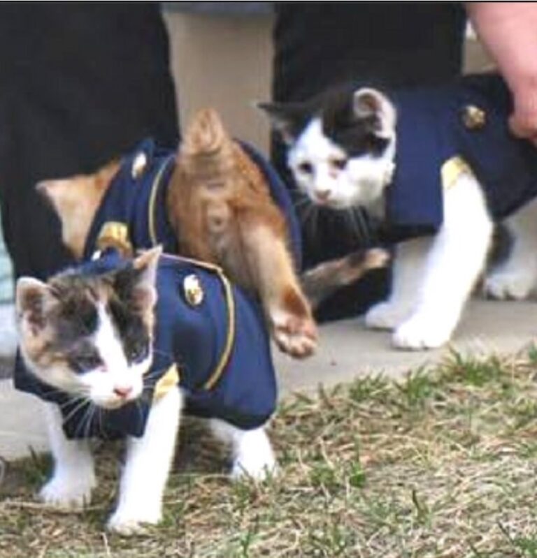 PHOTO Live Look At The North Port Police Dog K9 Unit Induction Ceremony ...
