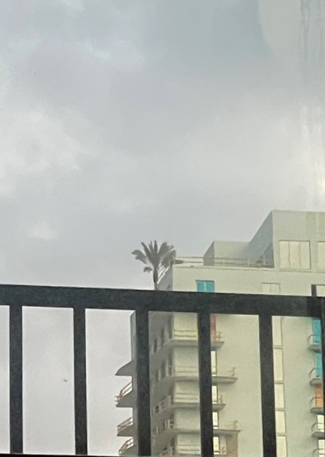 PHOTO 20 Foot Palm Tree Is Unlikely To Still Be Standing A Top New ...