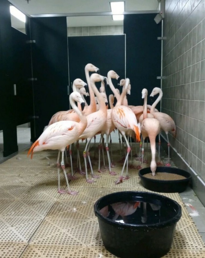 PHOTO Flamingos Evacuated In A Group To The Bathroom At Sunken Gardens ...