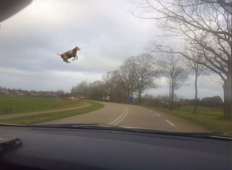 PHOTO Cows Flying Across The Road In Midair During Tornado In ...