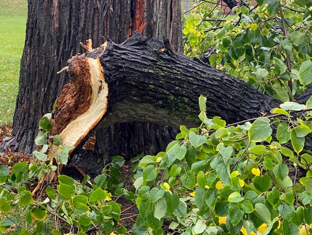 PHOTO Tree Multiple Feet In Diameter Crushed On 885h And Lincoln Avenue ...