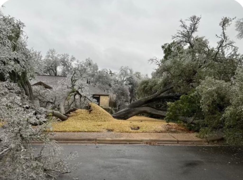 PHOTO Mansion In Texas Had Massive 100 Year Old Tree Uprooted In Front ...