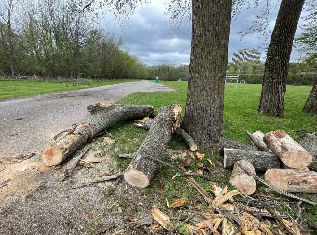 PHOTO Giant Trees Were Uprooted In Fenton Illinois From Tornado
