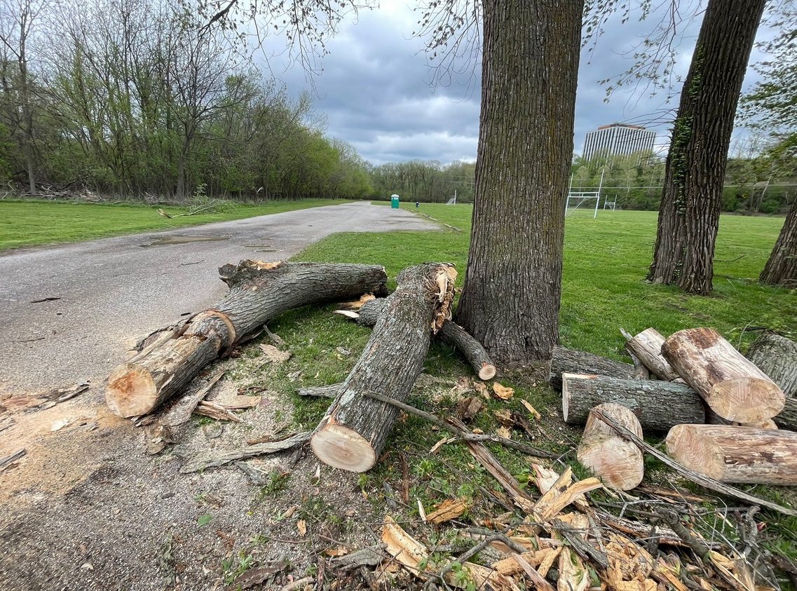 PHOTO Giant Trees Were Uprooted In Fenton Illinois From Tornado