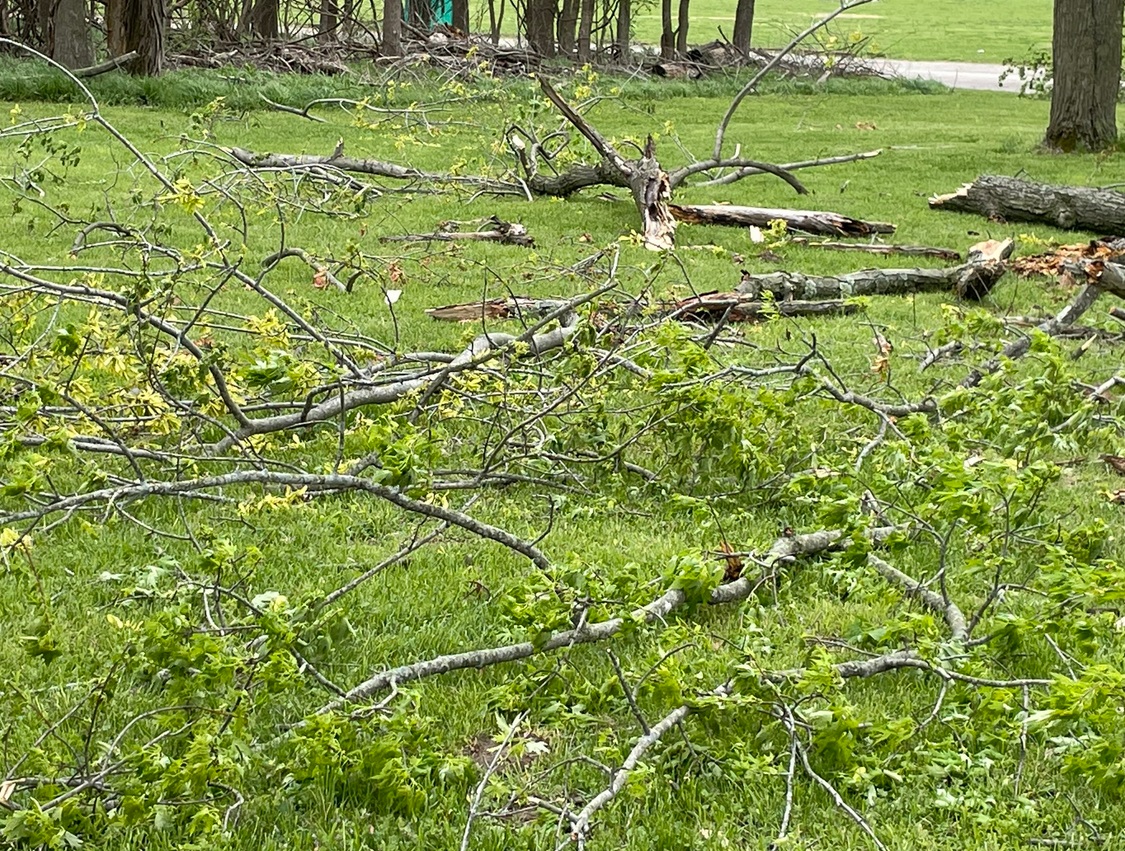 PHOTO Giant Trees Were Uprooted In Fenton Illinois From Tornado