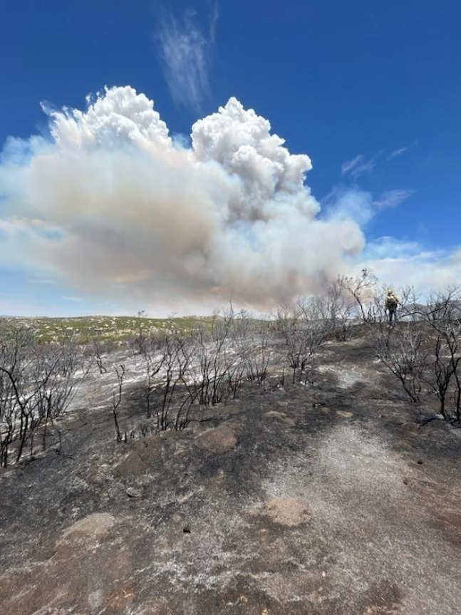 PHOTO Horned Frogs Being Saved From Bonny Fire