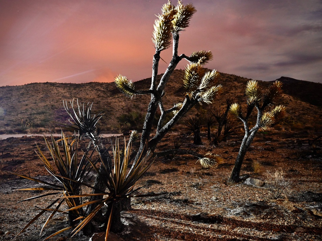 PHOTO Ivanpah Area Of York Fire Shows Fire Laid Down On Western Flank ...