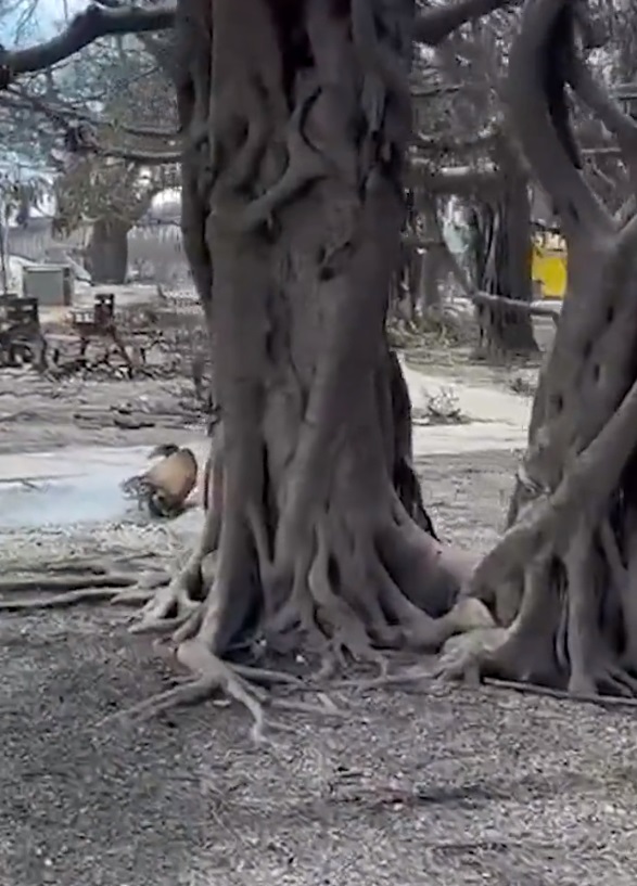 PHOTO Close Up Of Banyan Tree On Friday In Maui Shows Roots Were Burned ...
