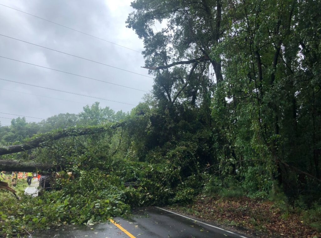 PHOTO Giant Trees Blocking Riverland Drive And George Griffith Blvd In ...