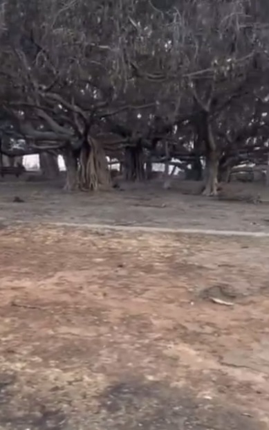 PHOTO Proof The Banyan Tree In Lahaina Maui Burned But It's Not Down