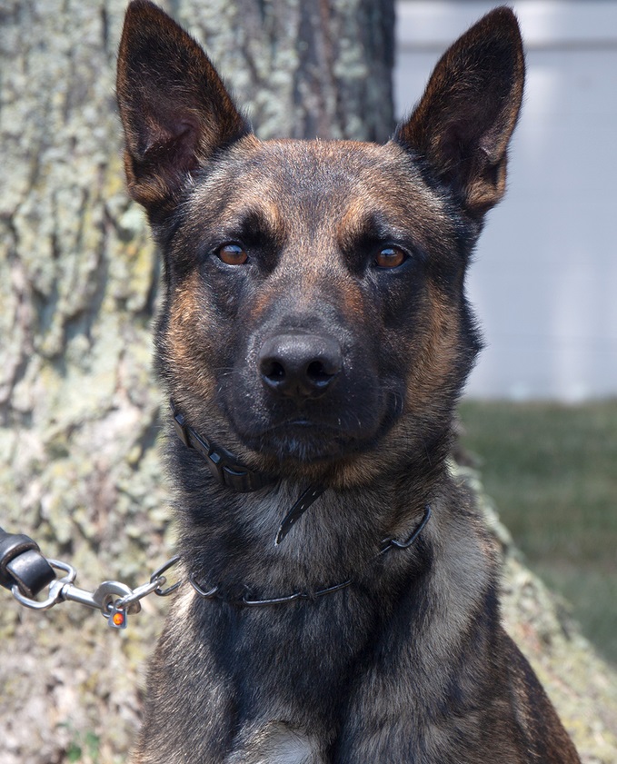 PHOTO Dog That Helped Capture Danelo Cavalcante Was 4 Year Old Belgian ...